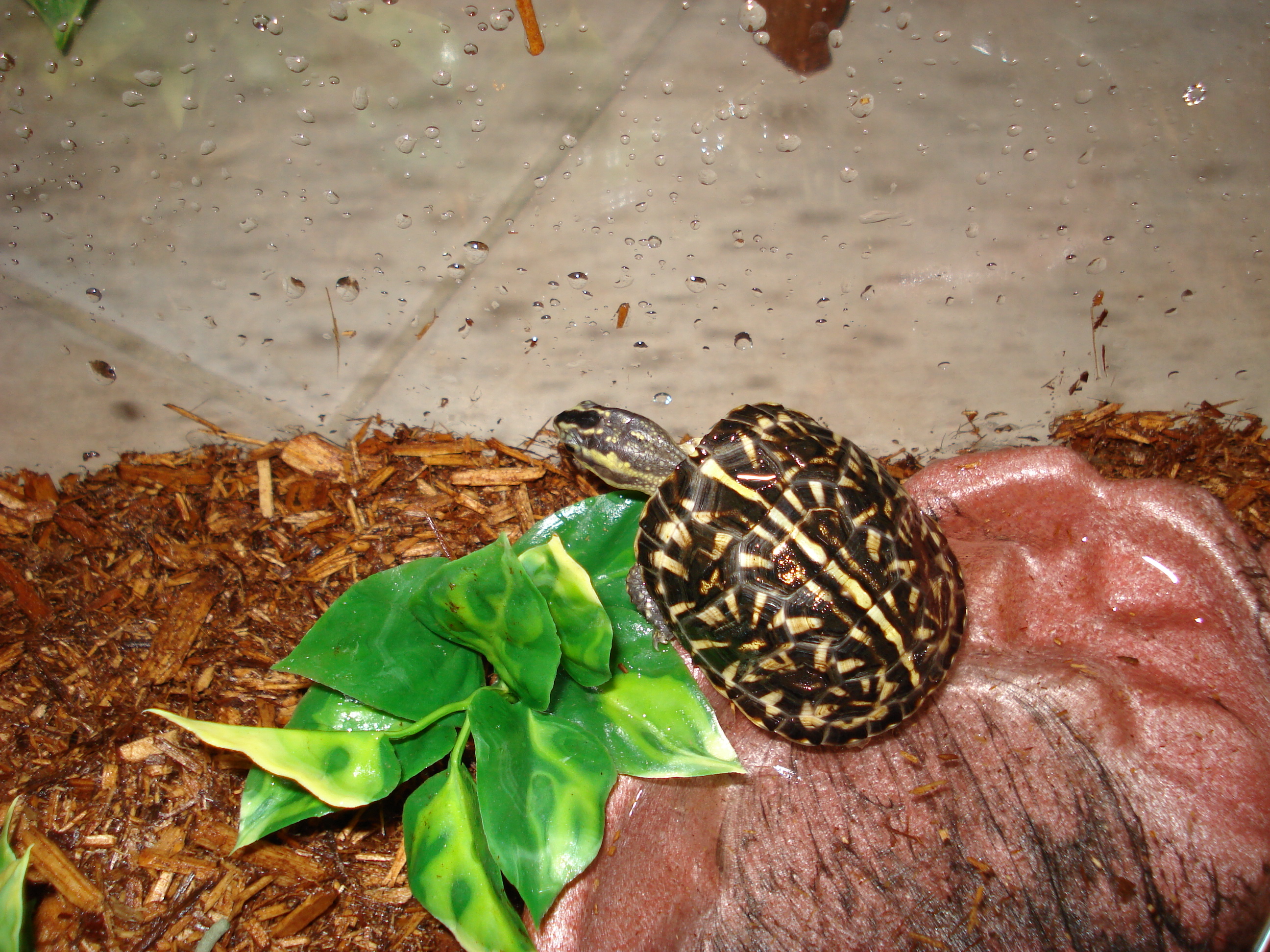 La Tortuga Lola, una compañerita excepcional, siempre estará en ...